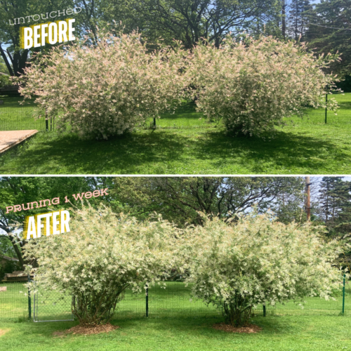 Dappled Willow Bush – Complete Guide For This Wet Spot Lover | All My Favorite Things