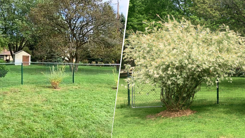Dappled Willow Bush – Complete Guide For This Wet Spot Lover | All My Favorite Things