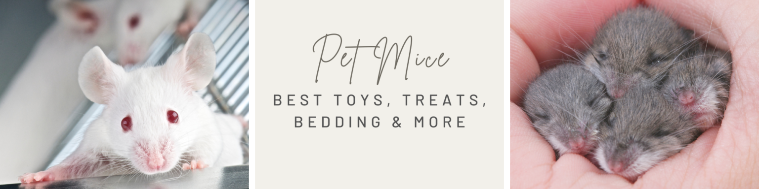 Pet Mice Mouse Essentials | All My Favorite Things