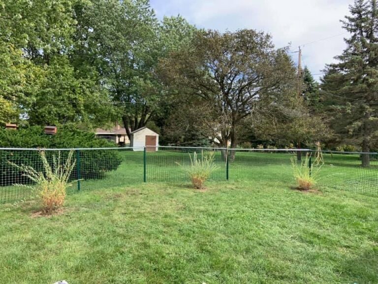 Dappled Willow Bush – Complete Guide For This Wet Spot Lover | All My ...