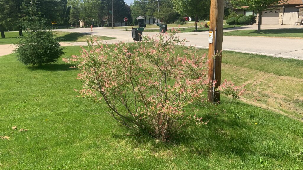 Dappled Willow Bush – Complete Guide For This Wet Spot Lover | All My ...