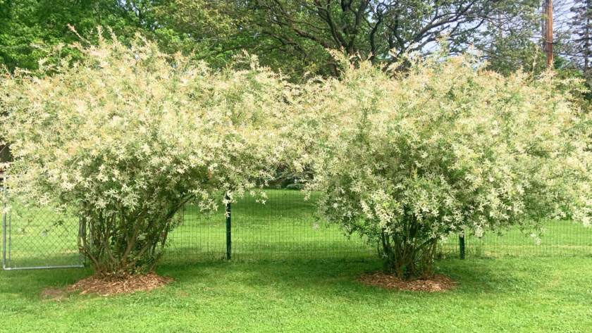 Dappled Willow Bush – Complete Guide For This Wet Spot Lover | All My ...
